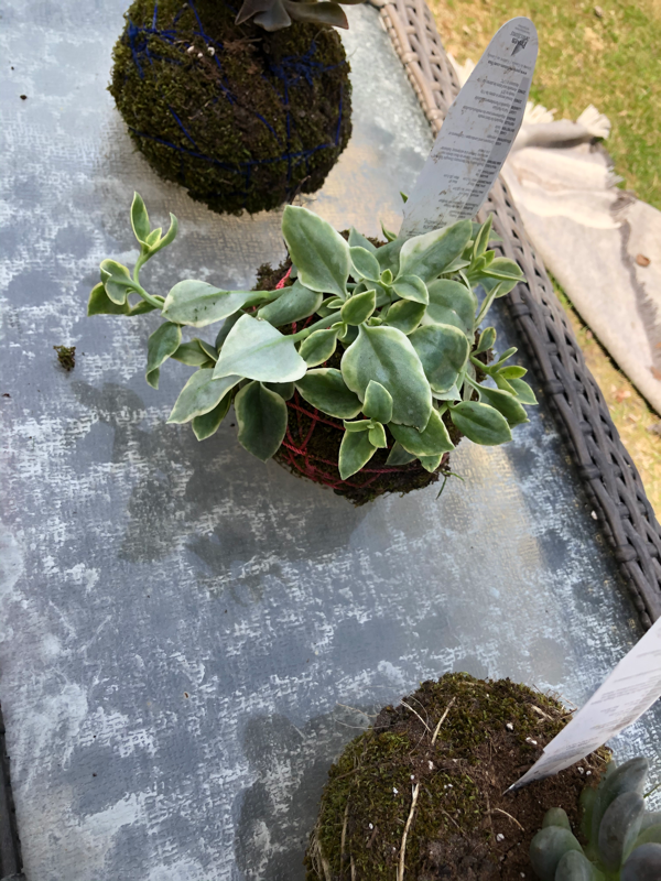 Kokedama | Prairie Breeze Folk Arts Studio